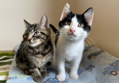 PACT - Rescue cats, Norfolk cat shelter, rescue cat