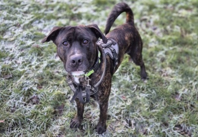 PACT - Dogs For Rehoming Norfolk Norwich Dog Rescue