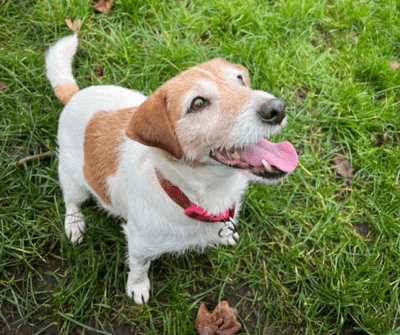 PACT - Dogs For Rehoming Norfolk Norwich Dog Rescue