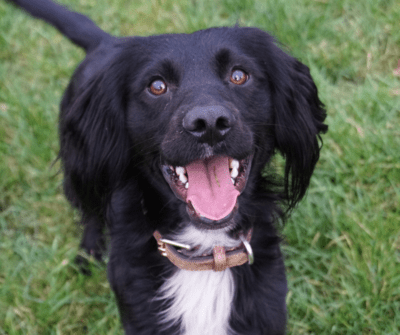PACT - Dogs For Rehoming Norfolk Norwich Dog Rescue
