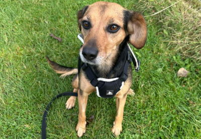 PACT - Dogs For Rehoming Norfolk Norwich Dog Rescue