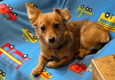 PACT - Dogs For Rehoming Norfolk Norwich Dog Rescue