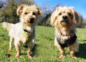 PACT - Dogs For Rehoming Norfolk Norwich Dog Rescue