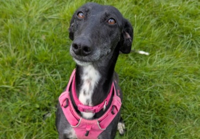 PACT - Dogs For Rehoming Norfolk Norwich Dog Rescue