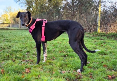 PACT - Dogs For Rehoming Norfolk Norwich Dog Rescue