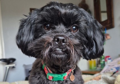 PACT - Dogs For Rehoming Norfolk Norwich Dog Rescue