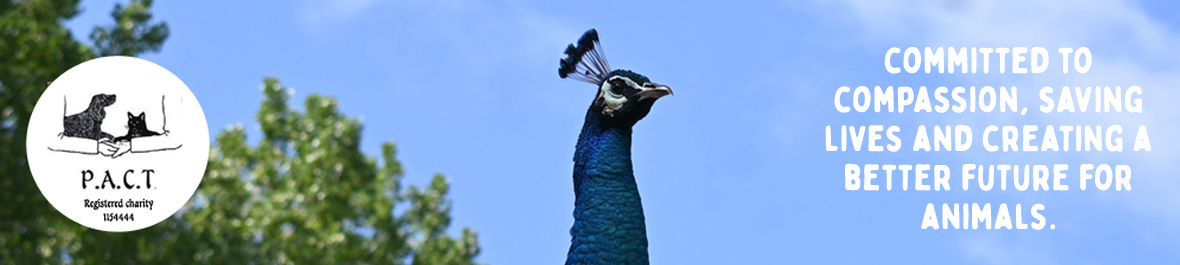 PACT - Sponsors an animal,cat,dog,horse,goat,pig, Sponsor an animal gift